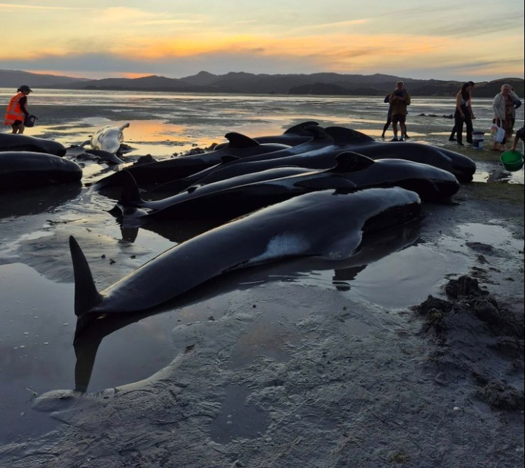 VIDEO "Ovo je za njih prirodna zamka": Nasukalo se 55 kitova, pokrenuta ...