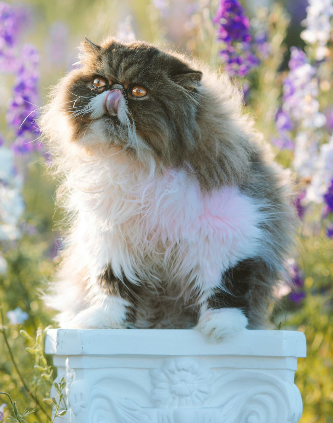 Ovo je 10 najljepših pasmina mačaka na svijetu