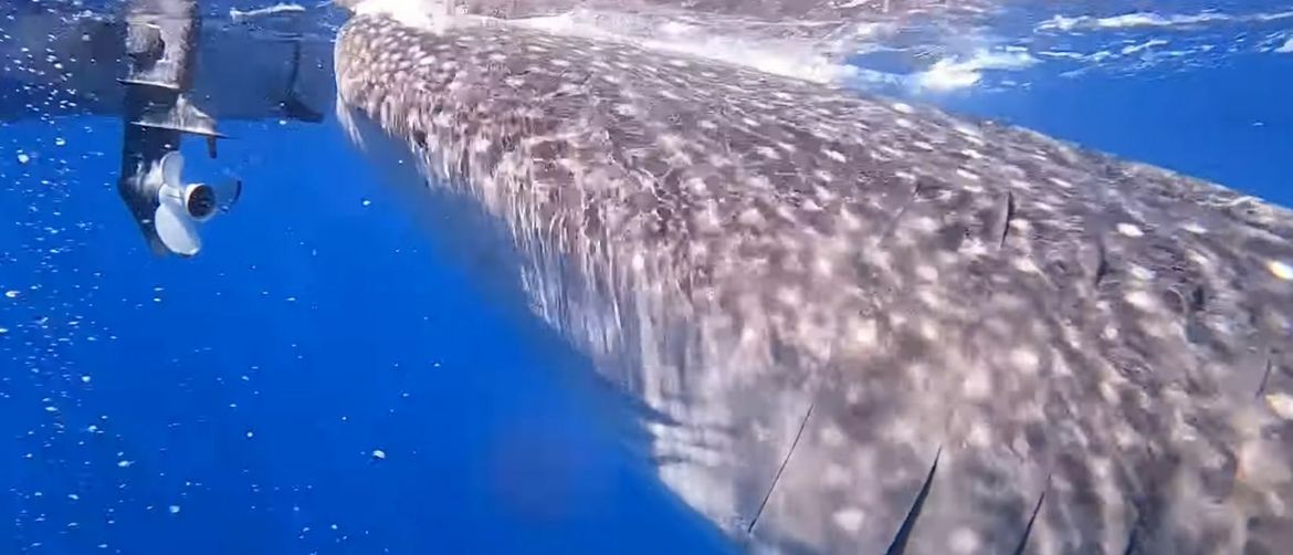 Susret životinja iznenadio gledatelje, ovo se viđa samo jednom u životu