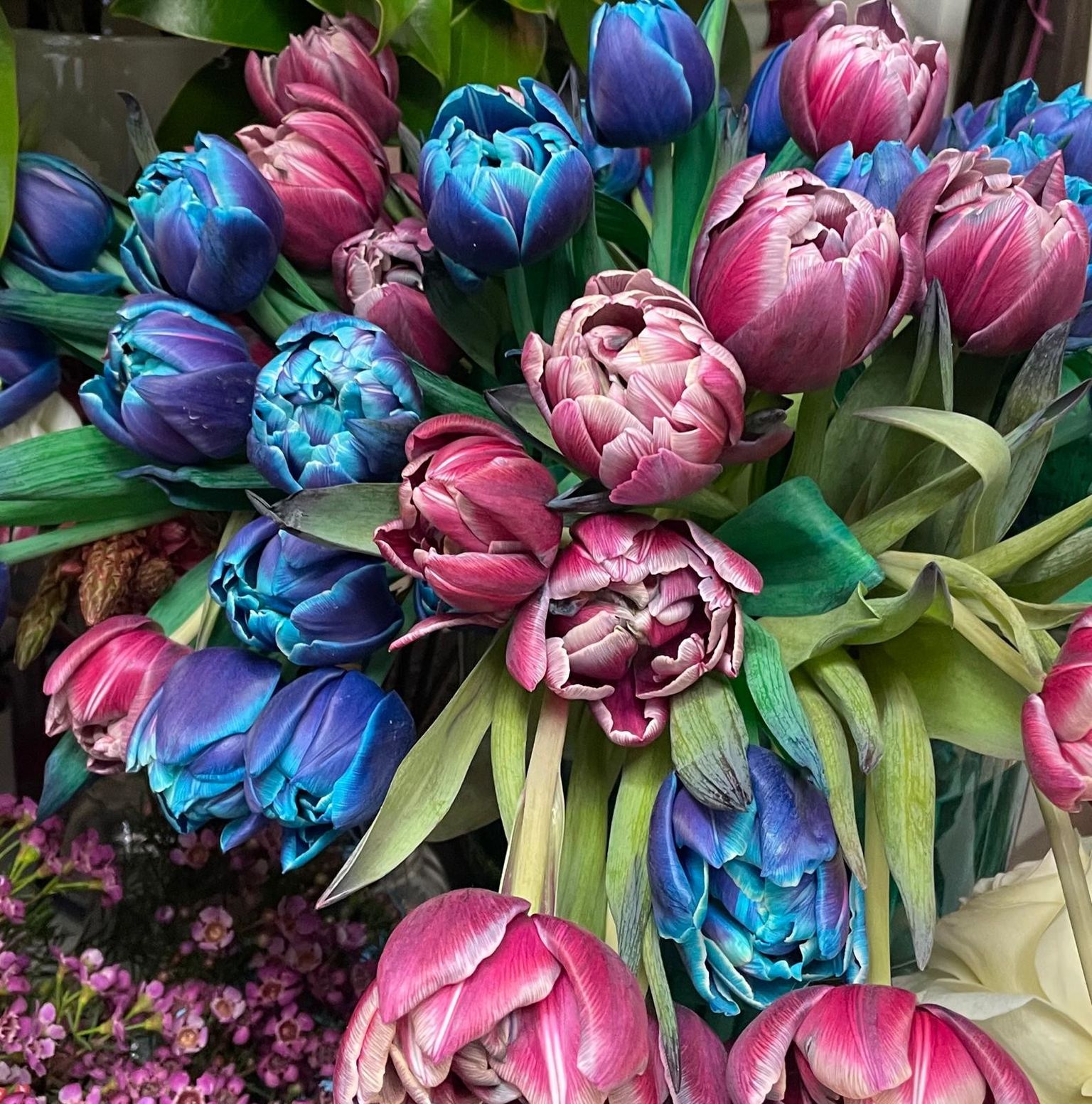 Cvjećarnica u Velikoj Gorici ima plave tulipane, doznali smo priču iza ovog magičnog cvijeća