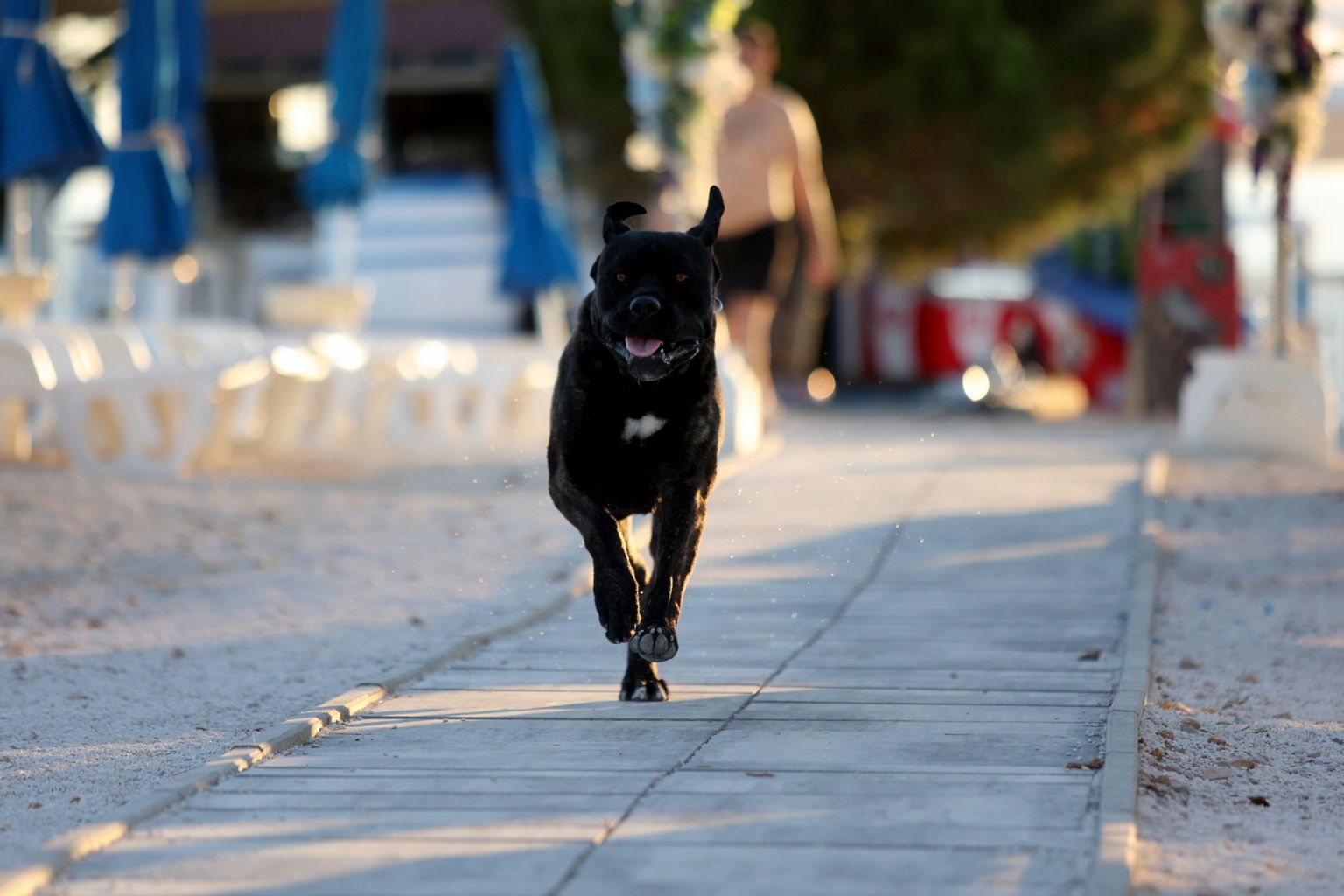 Crikvenica prva na svijetu ima stazu kućnih ljubimaca, a nalazi se na ...
