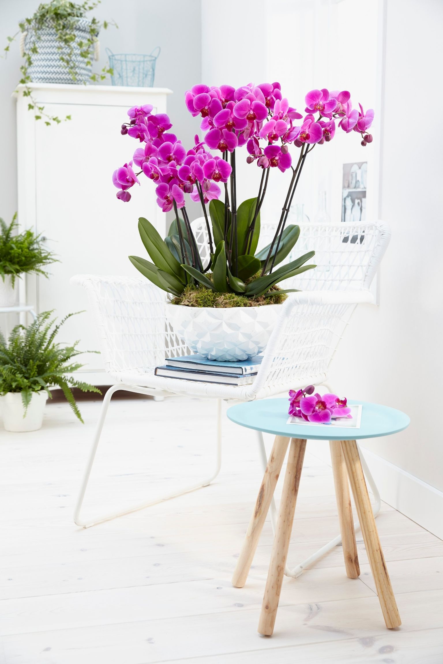 Tako jednostavno: Otopina zbog koje će vaše orhideje cvasti kao nikad