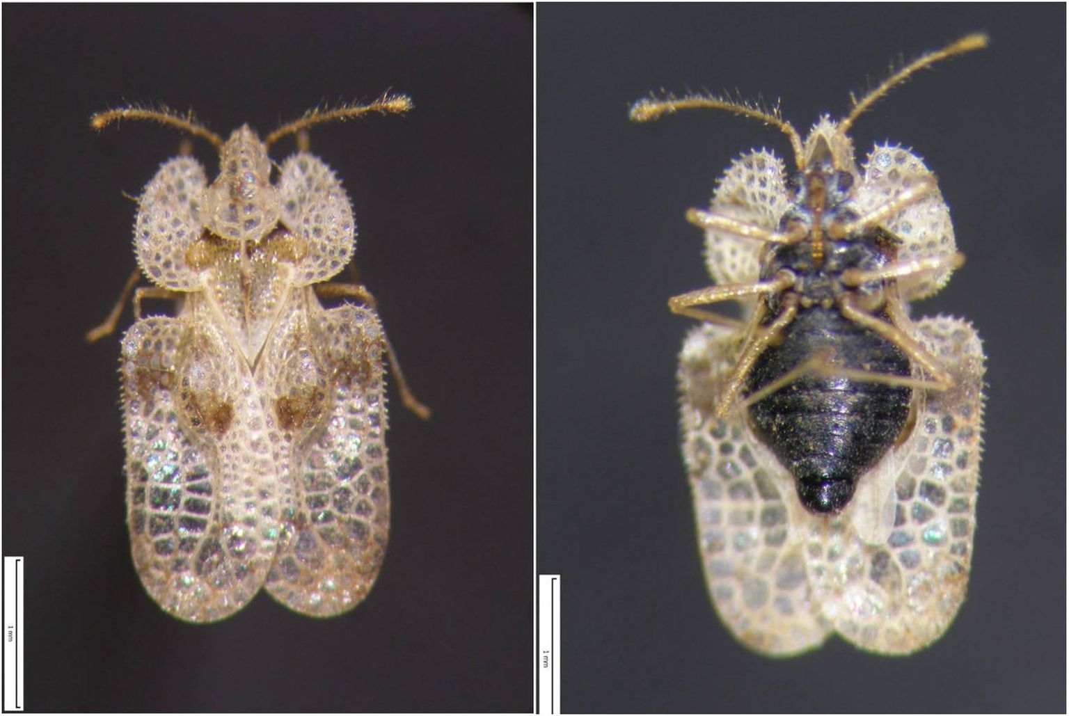 Jesu li ubodi mrežastih stjenica opasni i možemo li se ikako zaštititi?