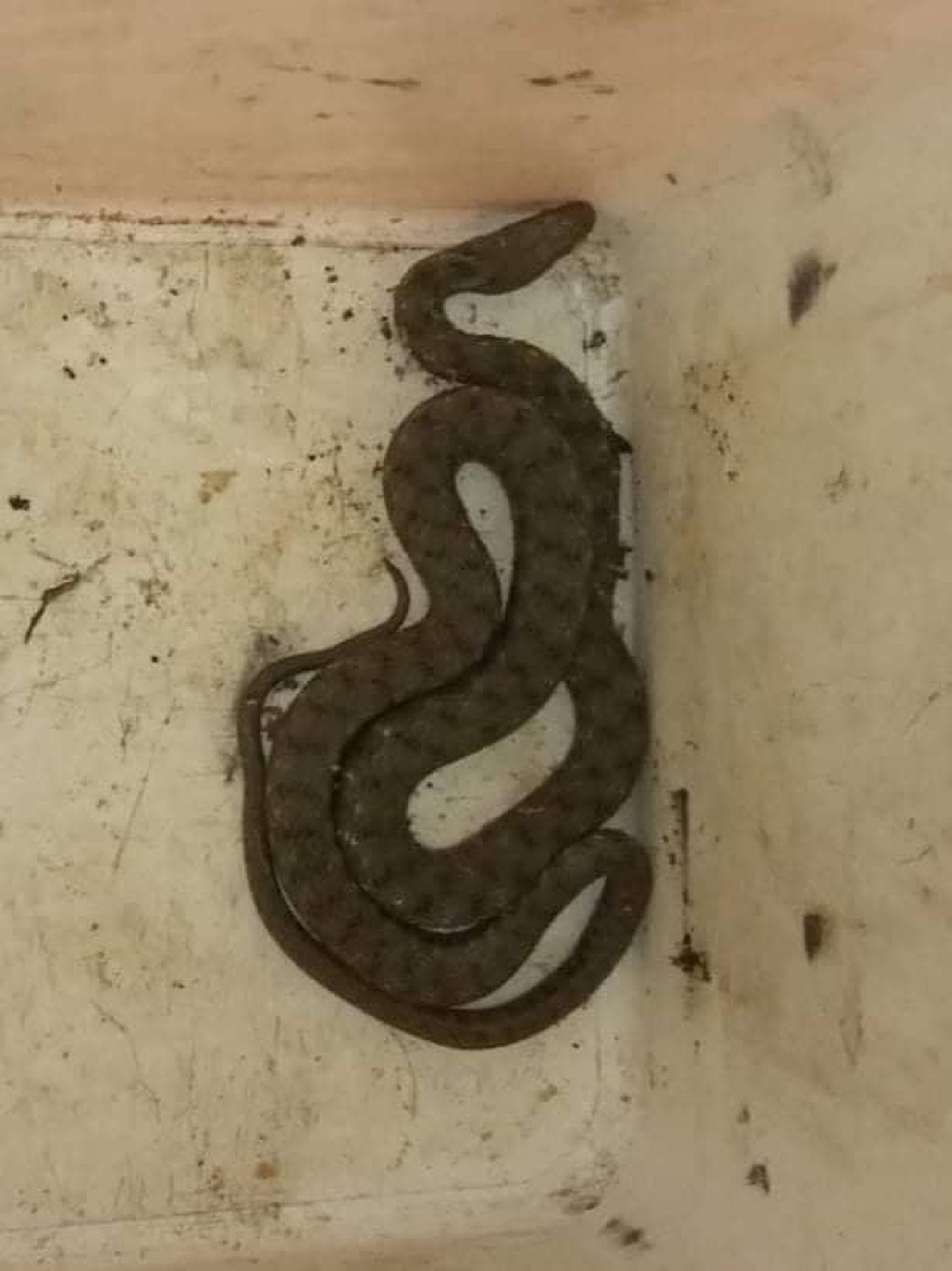 Nesvakidašnji podstanar uvukao se u zagrebački semafor: ''Kvar'' na ...