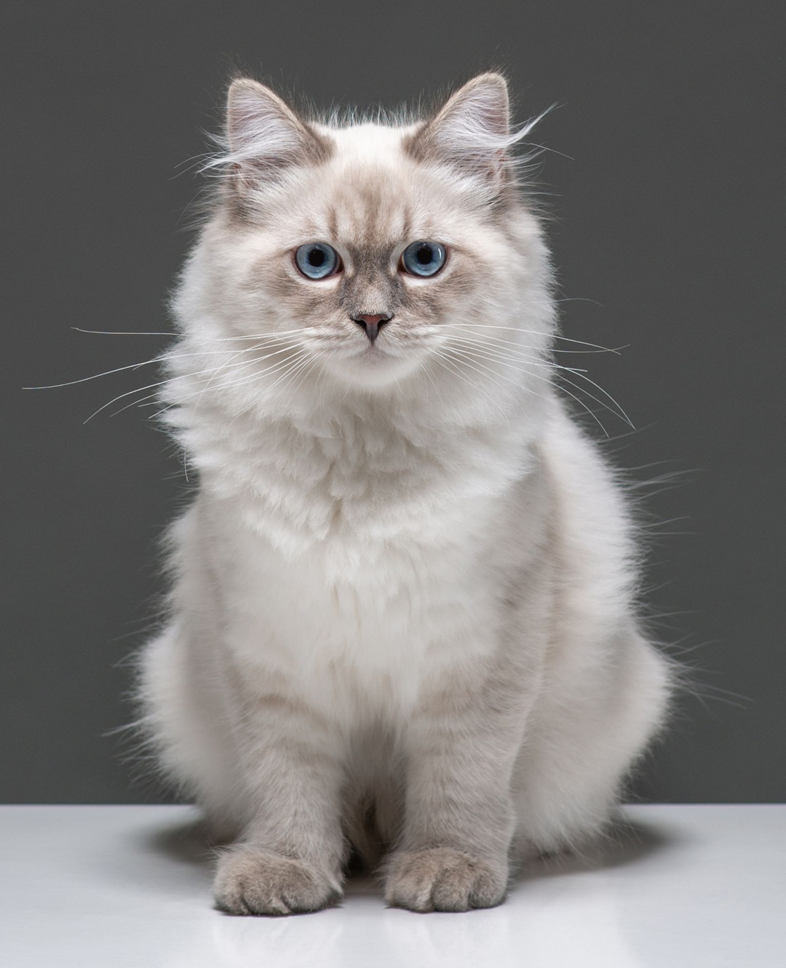 Ovo je 10 najljepših pasmina mačaka na svijetu