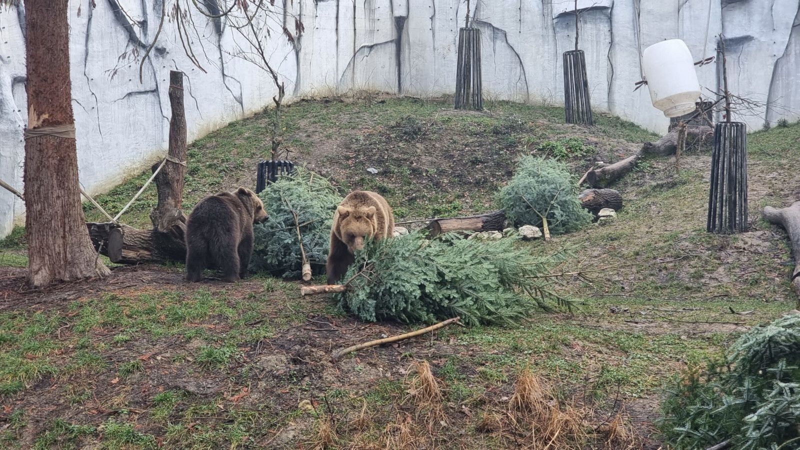 Pogledajte kako se životinje u zagrebačkom zoo vrtu vesele raskićenim ...