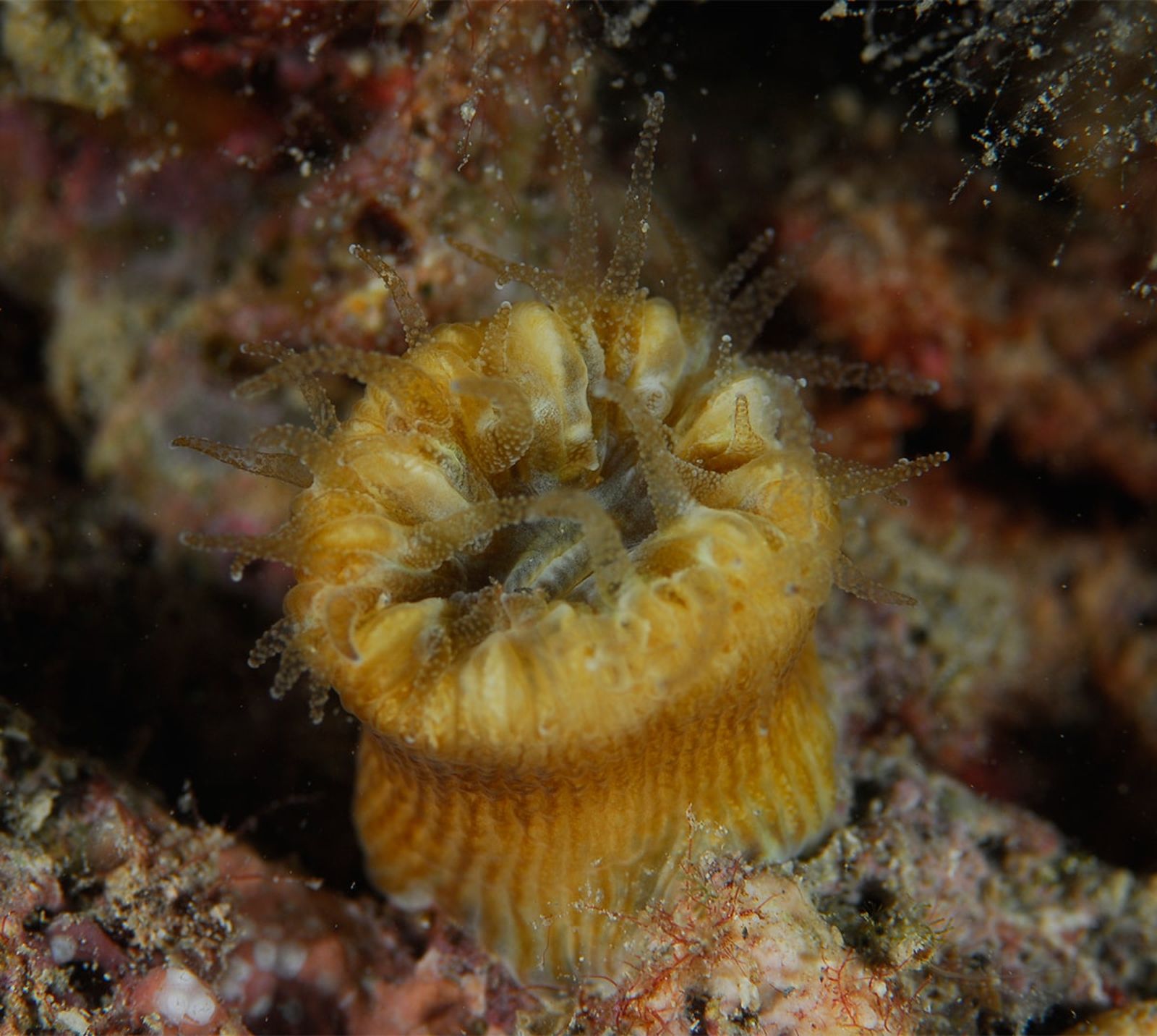 Zaronite i otkrijte koje se bogatstvo krije na samo metar pod morem ...