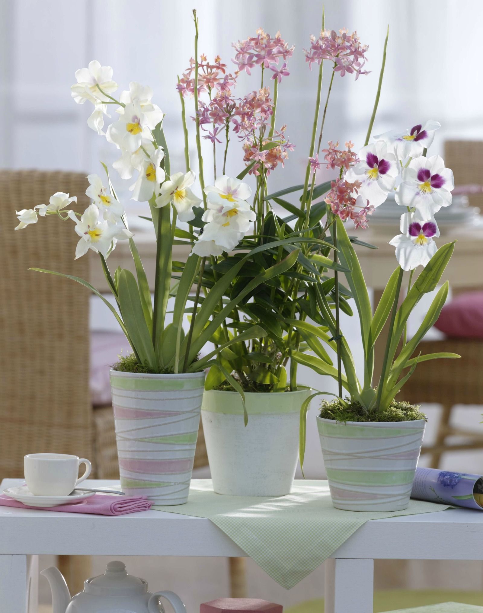 Orhideja: Šest pravila uz koje će osjetljive ljepotice (napokon ...