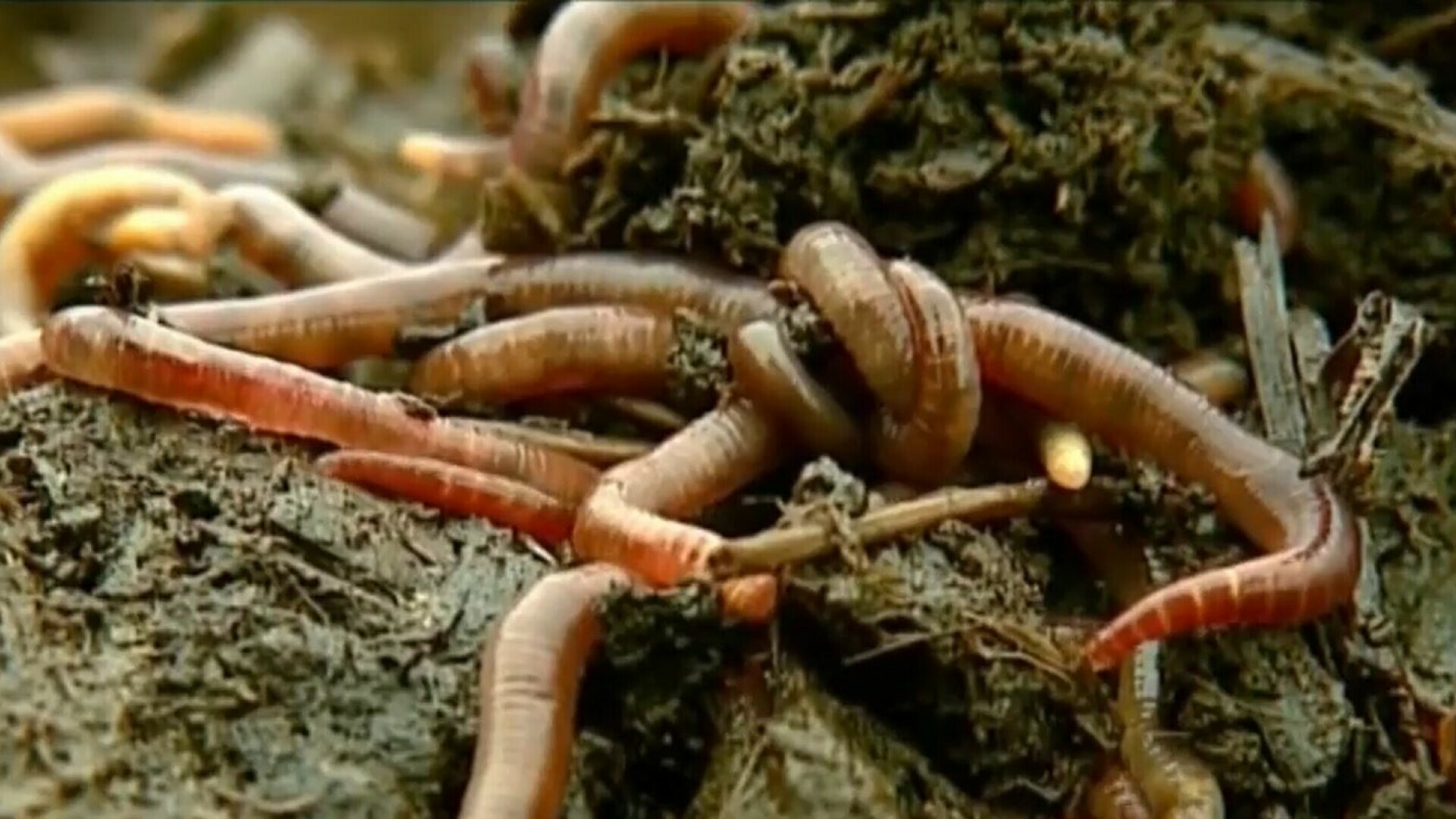 Biznis s glistama od kojeg živi cijela obitelj: "Zaliha nemamo, sve što ...