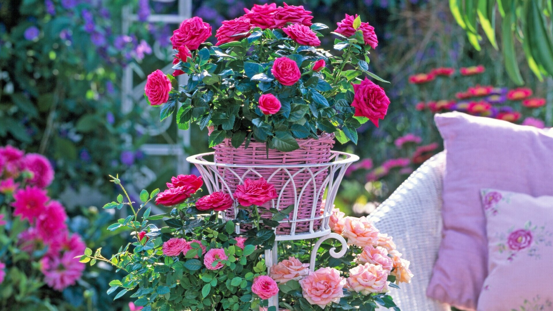 Mini ruže cvast će duže od svojih velikih sestara, a dobro će se snaći ...