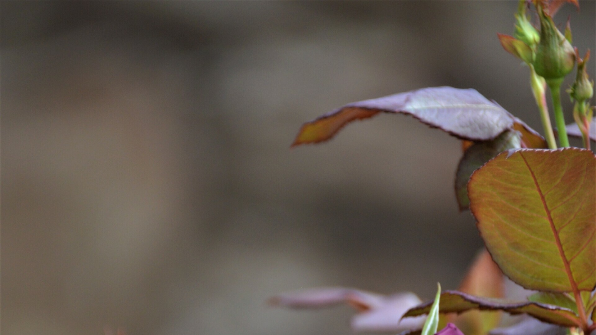 10 sorti ruža koje će vaš dom i vrt pretvoriti u pravo mirisno carstvo