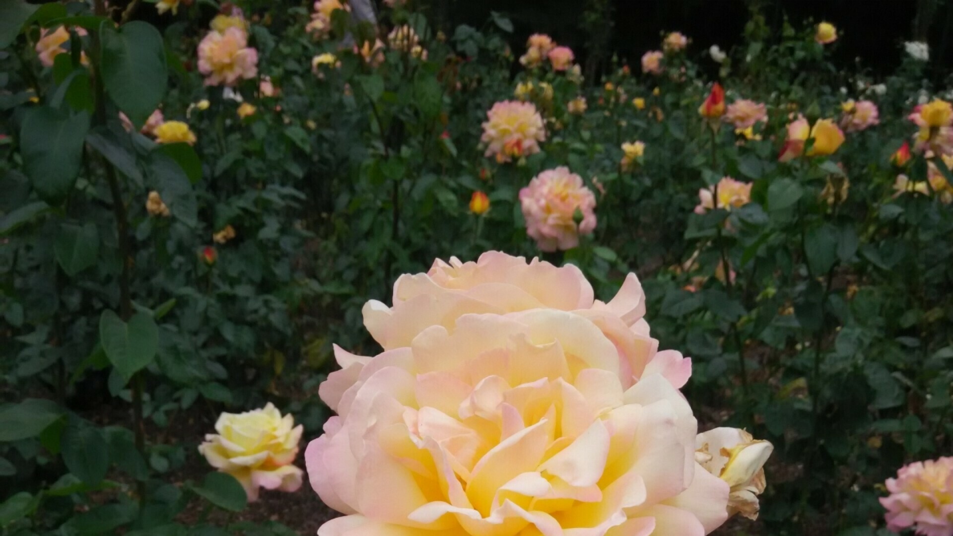 10 sorti ruža koje će vaš dom i vrt pretvoriti u pravo mirisno carstvo