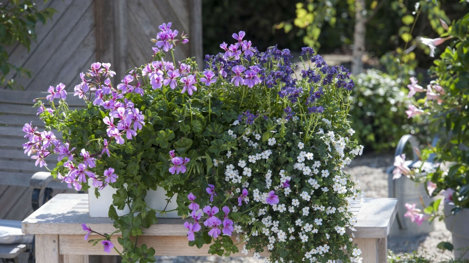 Nezahtjevna bakopa: Ljetna biljka za balkon i vrt koja očarava bujnim ...