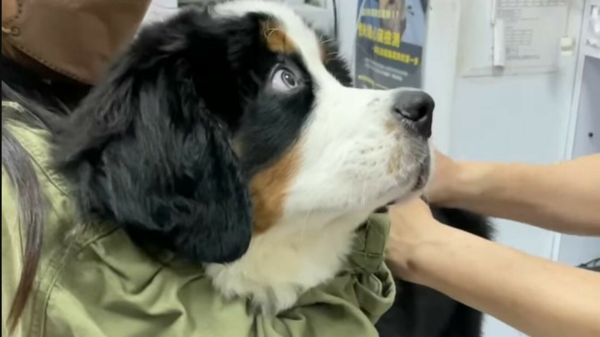 Štene dobilo prvo cjepivo, reakcija raznježila ljubitelje životinja ...