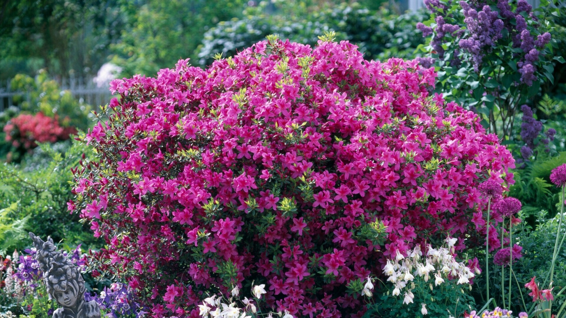 Deset najljepših ukrasnih grmova koji će obogatiti vaš vrt, a zauzvrat ...