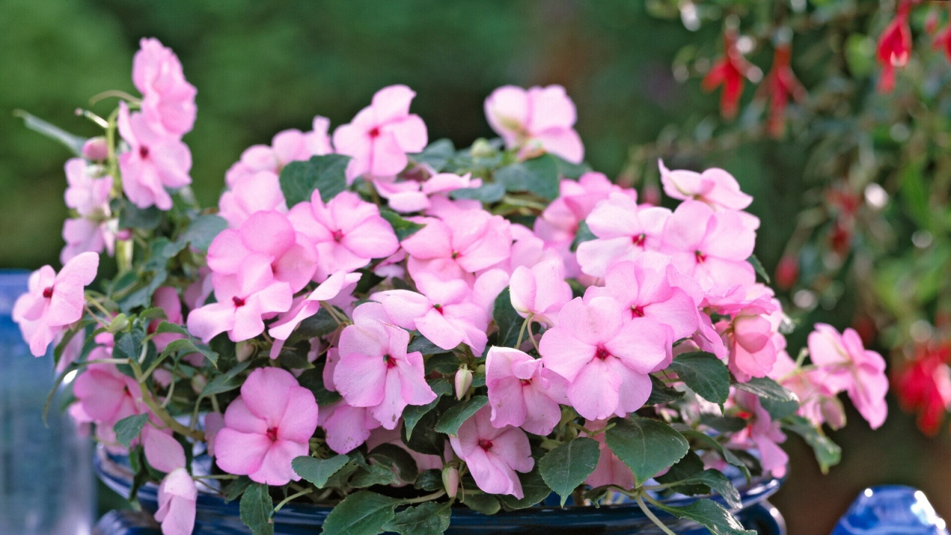 Balkon joj je najdraži dio doma, a ova ljepotica cvjetat će vam čak i ...