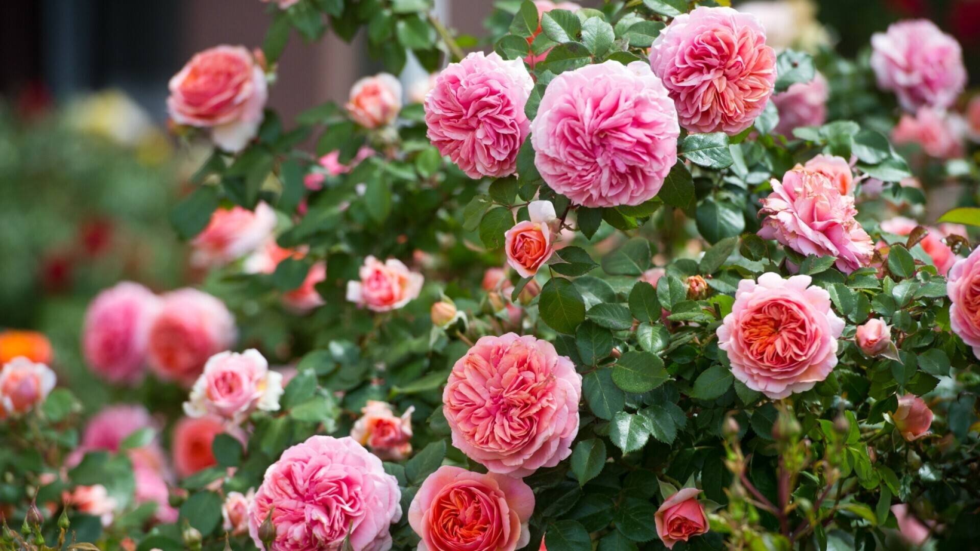 Za ružičnjak iz snova: Tri sorte ruža koje cvjetaju čitavo ljeto