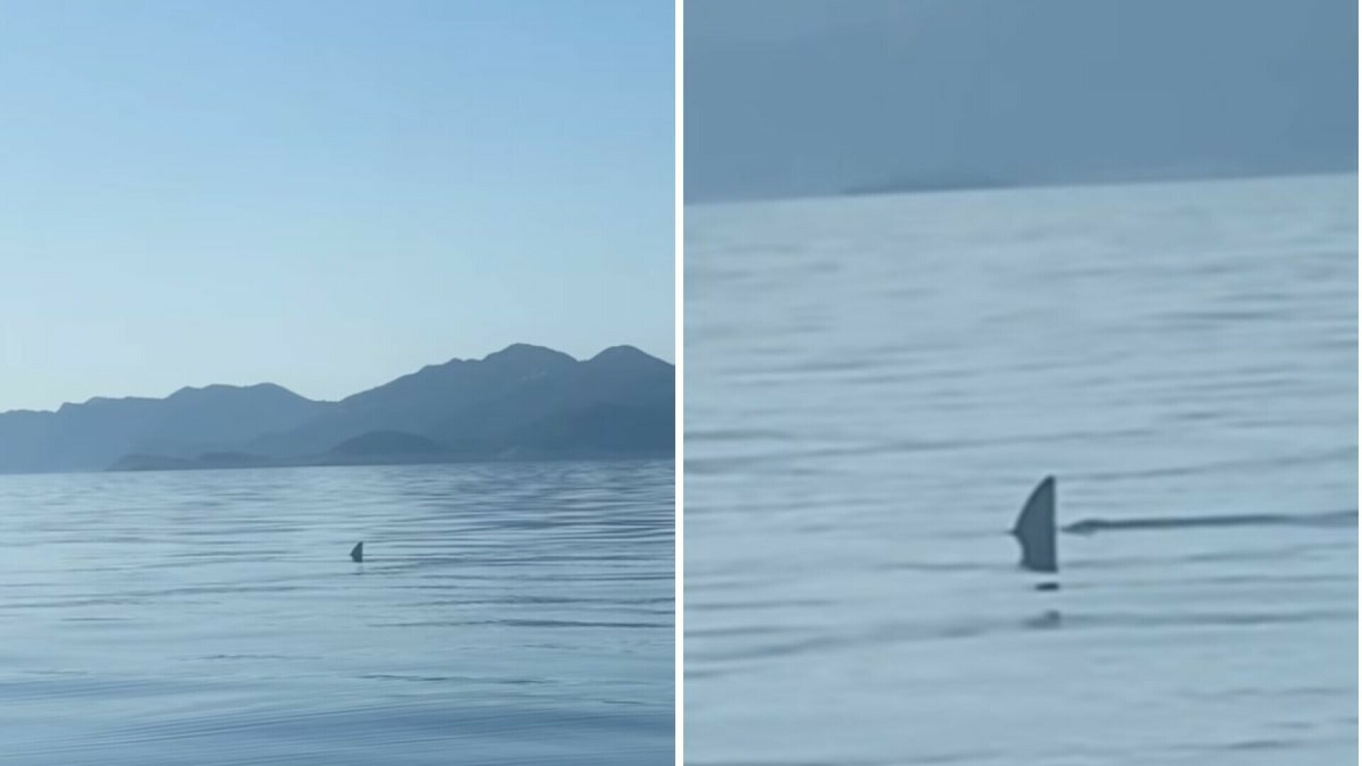 VIDEO Uplašila ih peraja u moru kod Mljeta: "Ima li kod vas morskih pasa?"