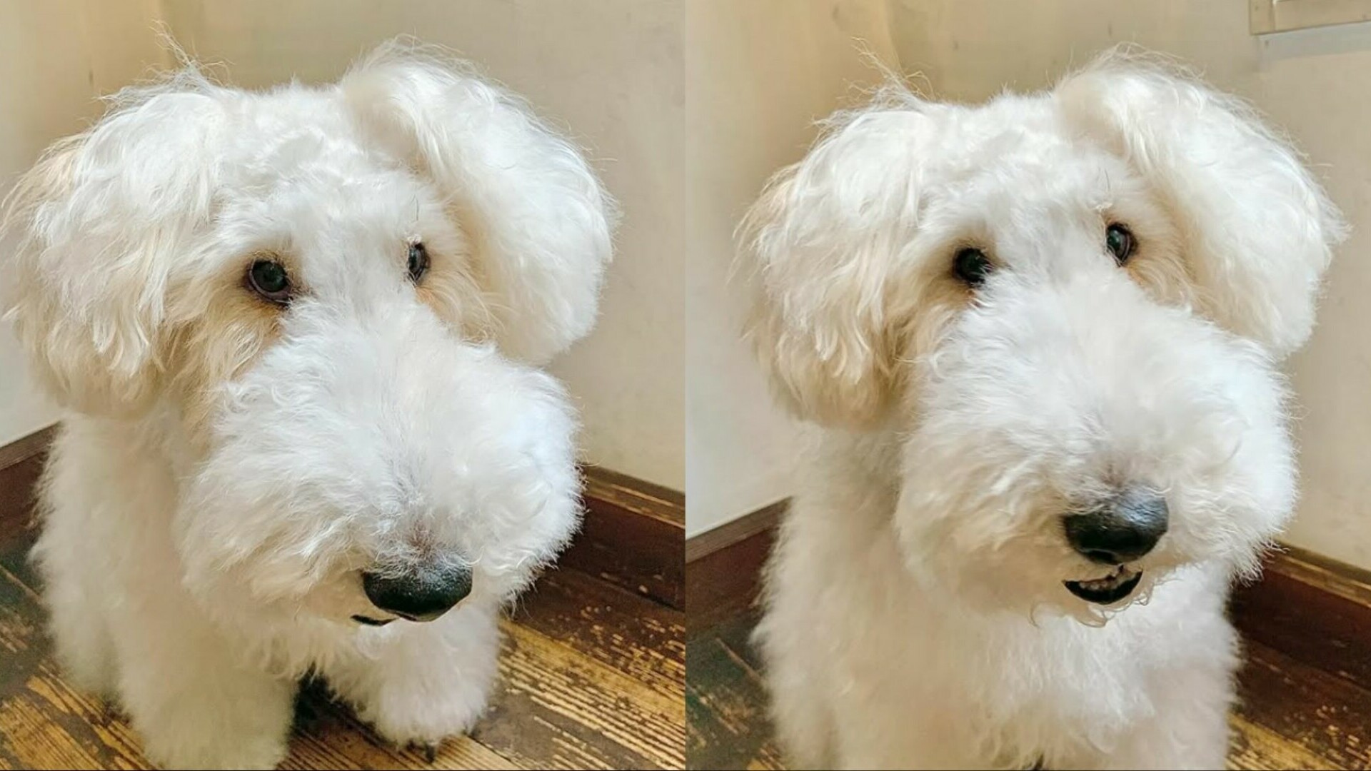 Ovaj terijer izgleda kao popularni crtani lik i publika se ne može ...