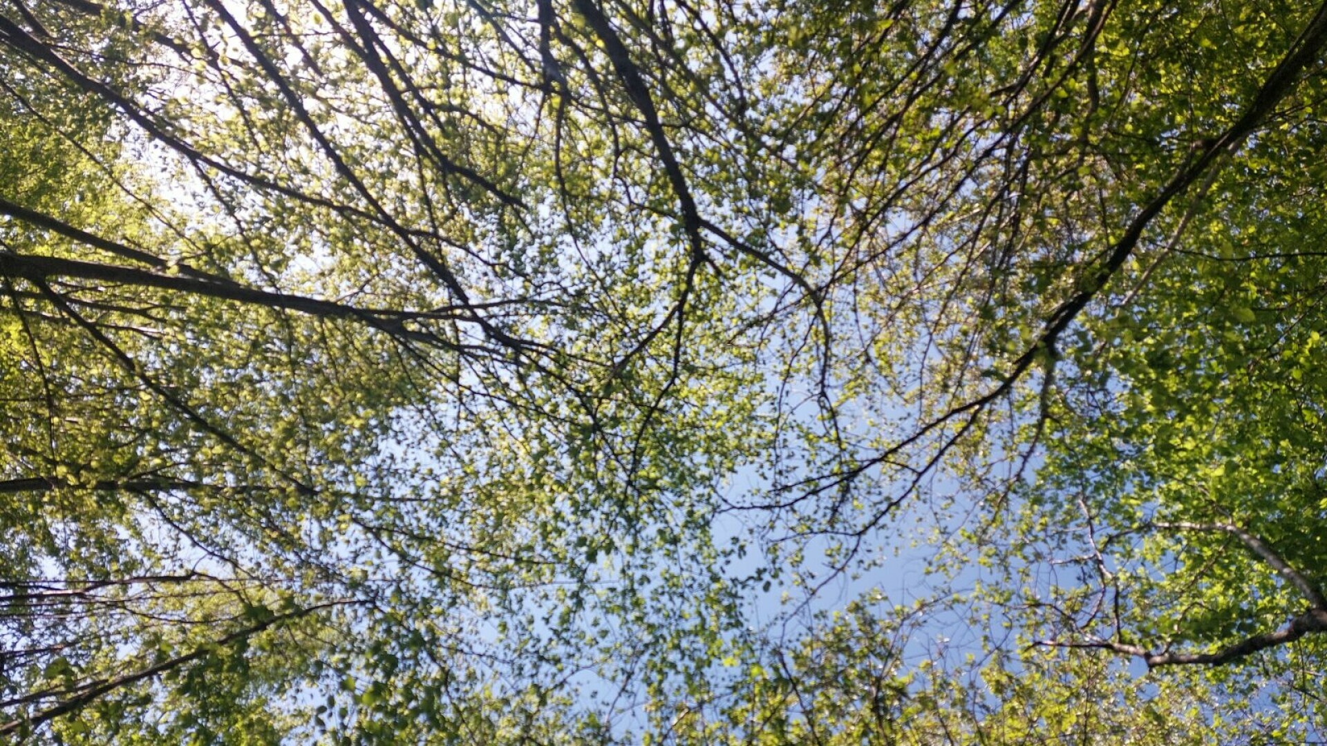 ForestFest Radoboj: Na Strahinjčici se održava jedinstven festival s ...