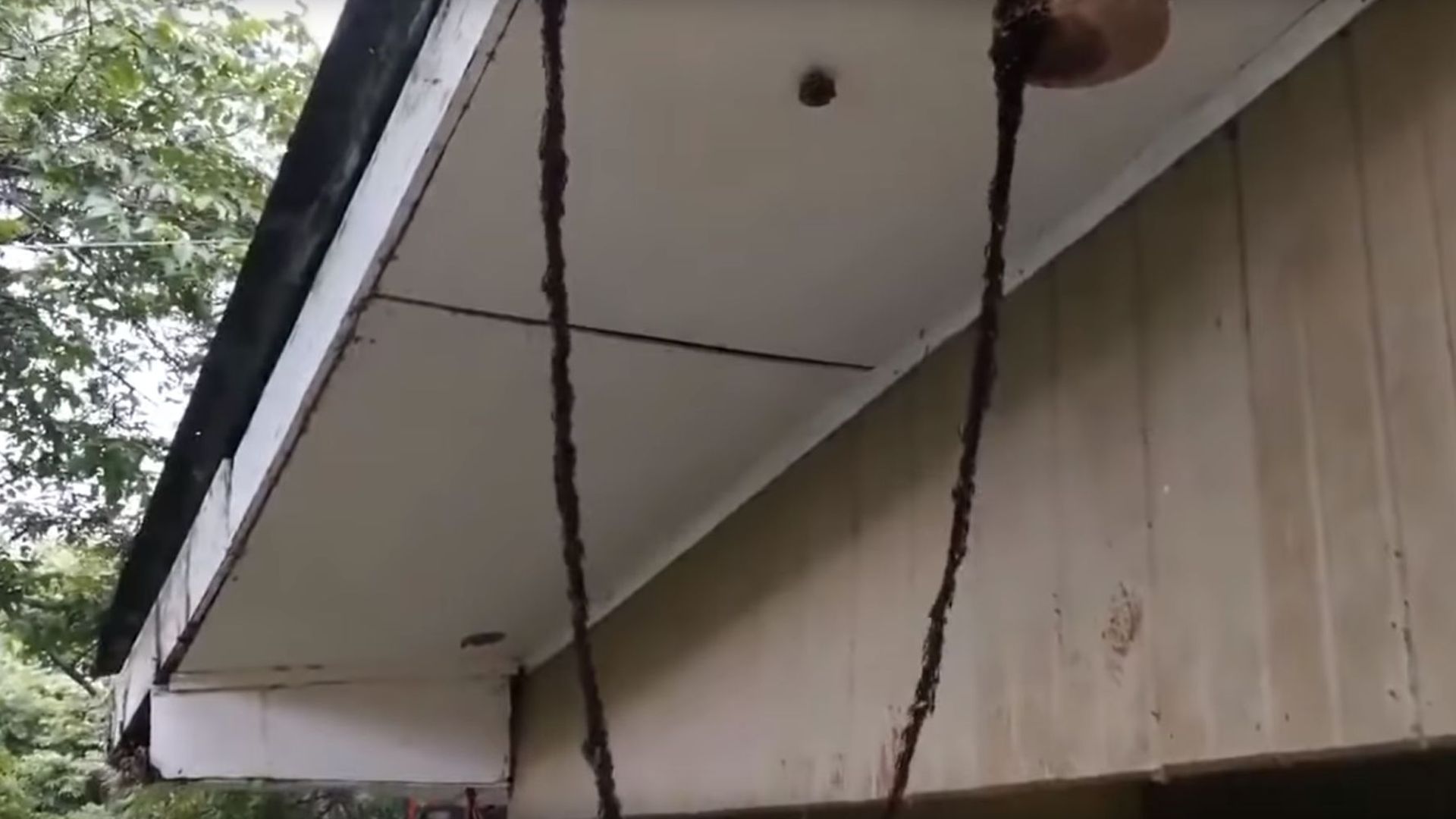 Snimio fascinantnu pojavu: Mravi napravili viseći most i napali osinjak