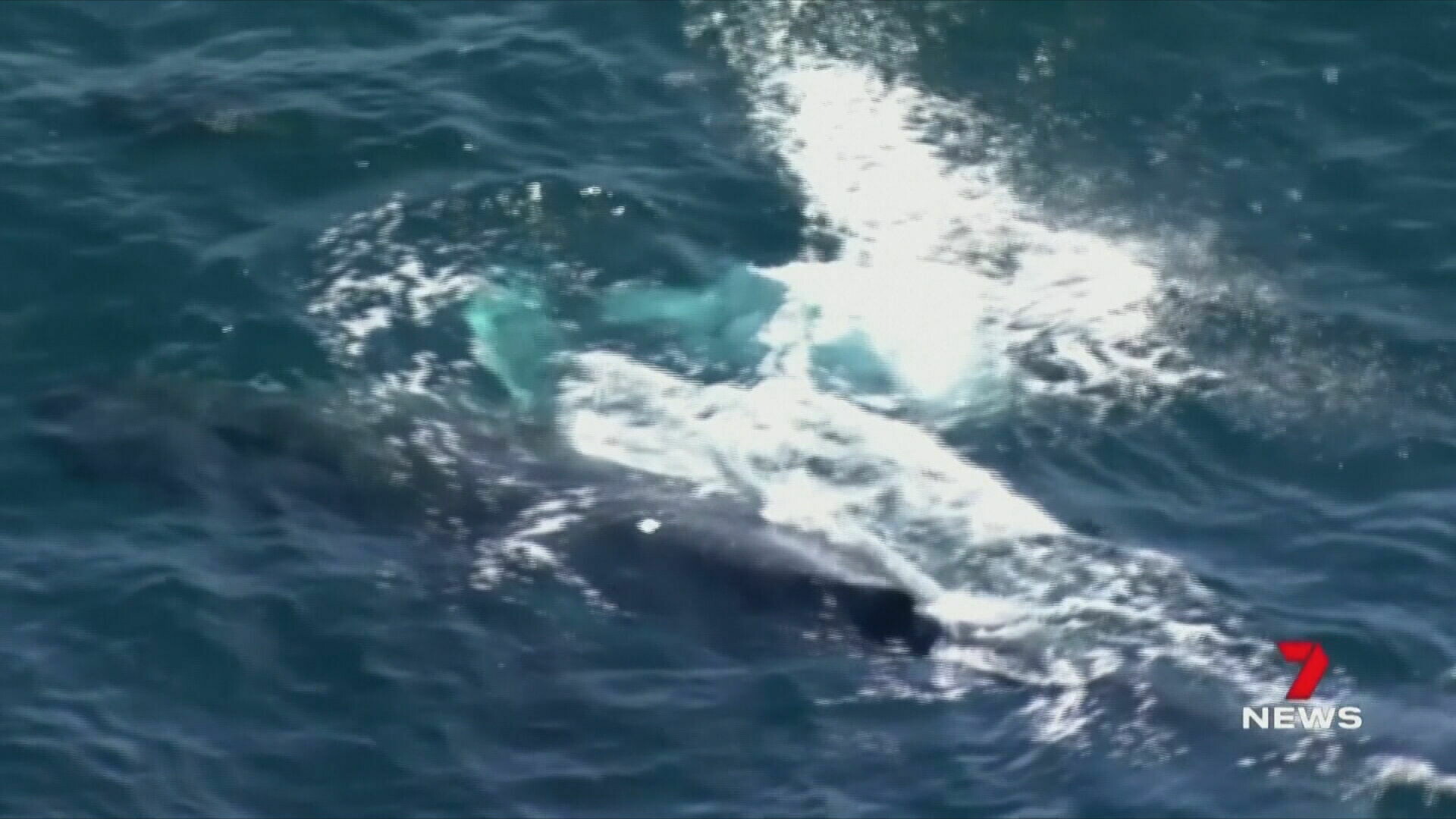 Fascinantni prizori: Kad izroni grbavi kit na putu u tropska mora ...