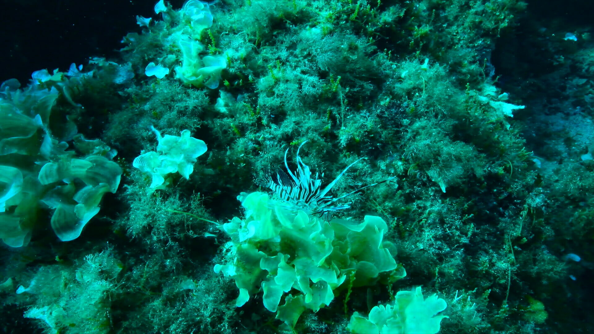 Opasna je po život, a ubod joj je koban, stručnjaci upozoravaju ...