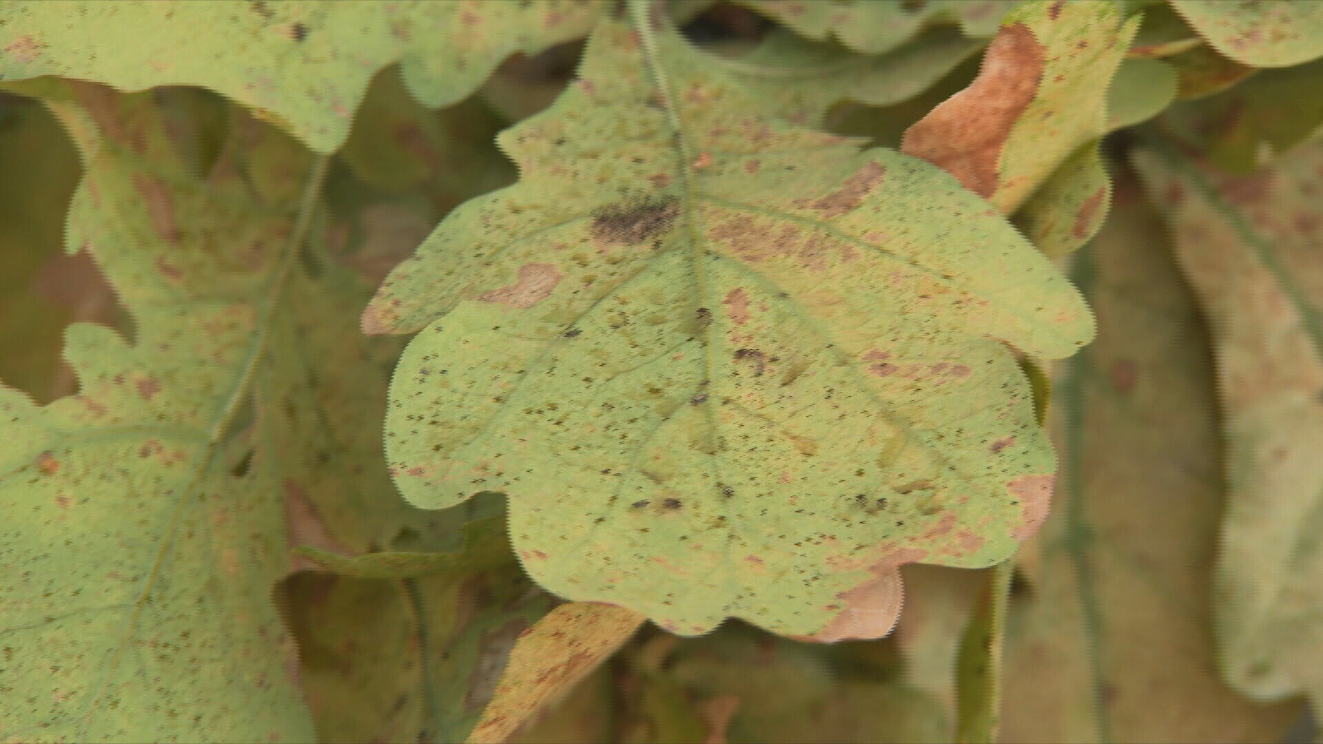 Sićušni nametnici kojih se teško riješiti uznemiruju građane: "Ostaju ...