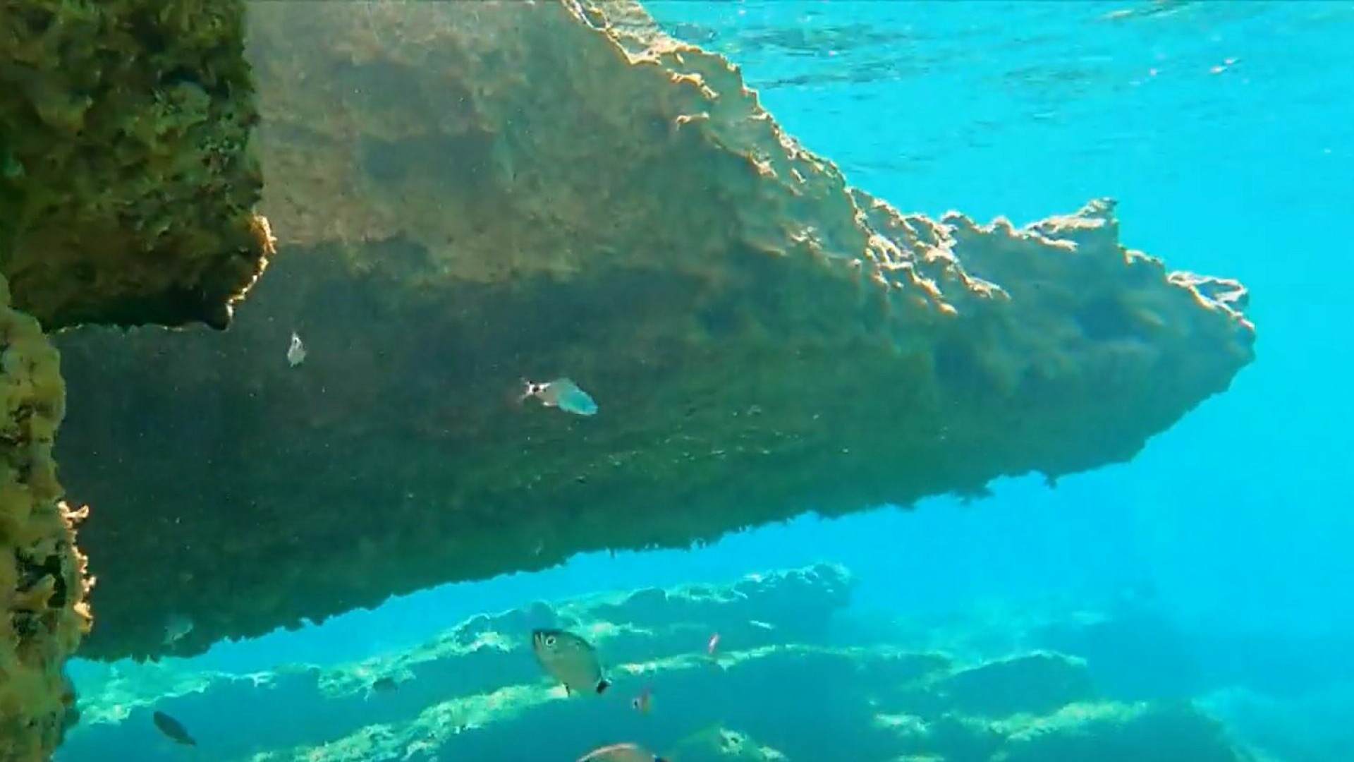 Temperature mora su rekordne: Stigle su nove i iznimno opasne vrste