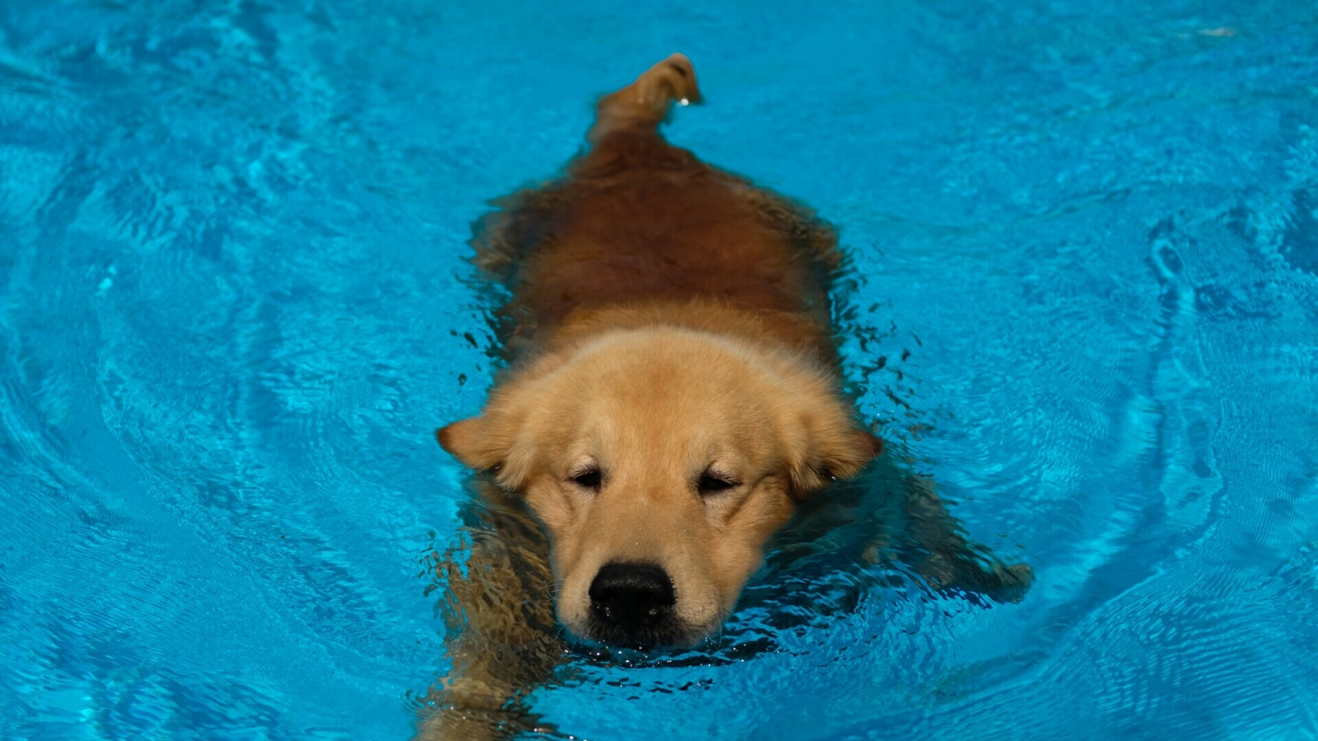 Oni uživaju na moru: 10 pasmina koje baš vole vodu
