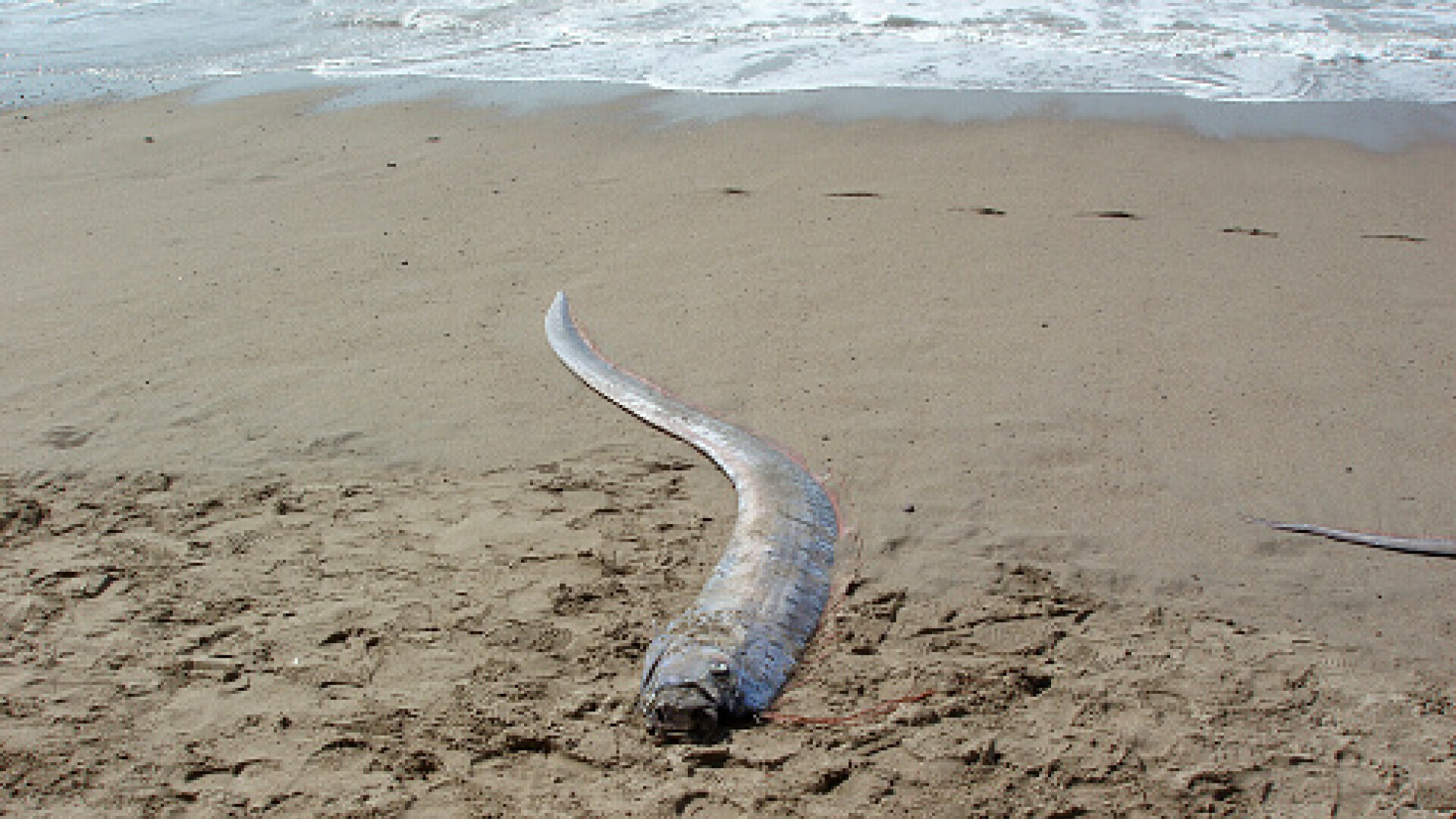 VIDEO/FOTO Naišli na misterioznu "ribu sudnjeg dana": Iznimno rijetko ...