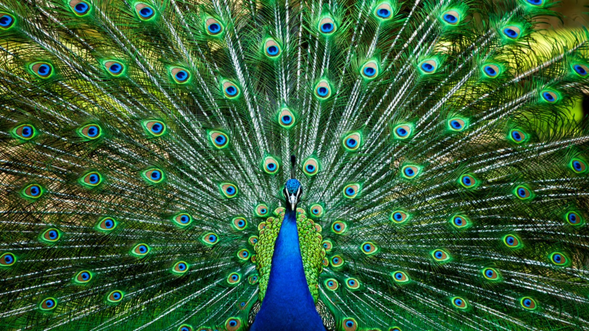 Zapanjujuće otkriće: Paunovo perje skriva nevjerojatnu tajnu