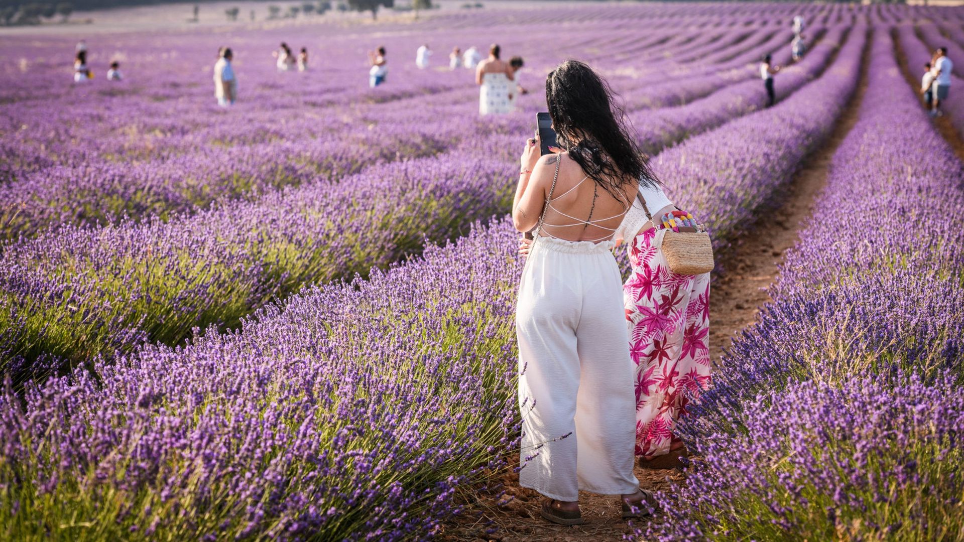 Španjolska Provansa: Polja lavande zbog kojih španjolski gradić ljeti ...