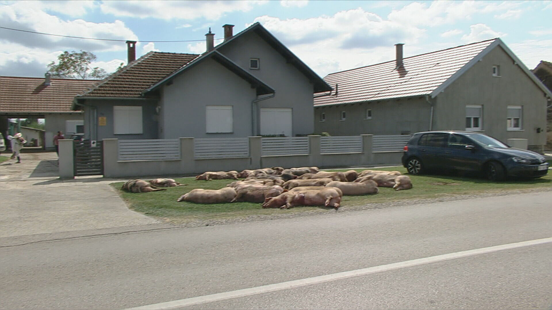 U selu kulena više nema nijedne svinje