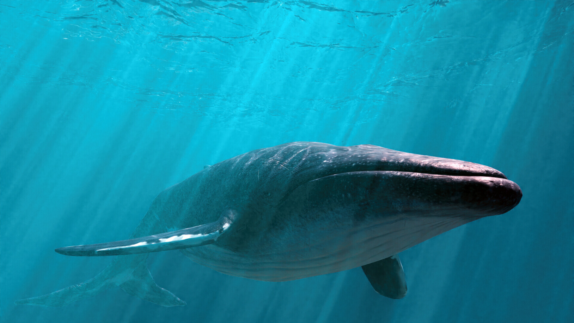 Upozorenje znanstvenika: Plavi kitovi su utihnuli