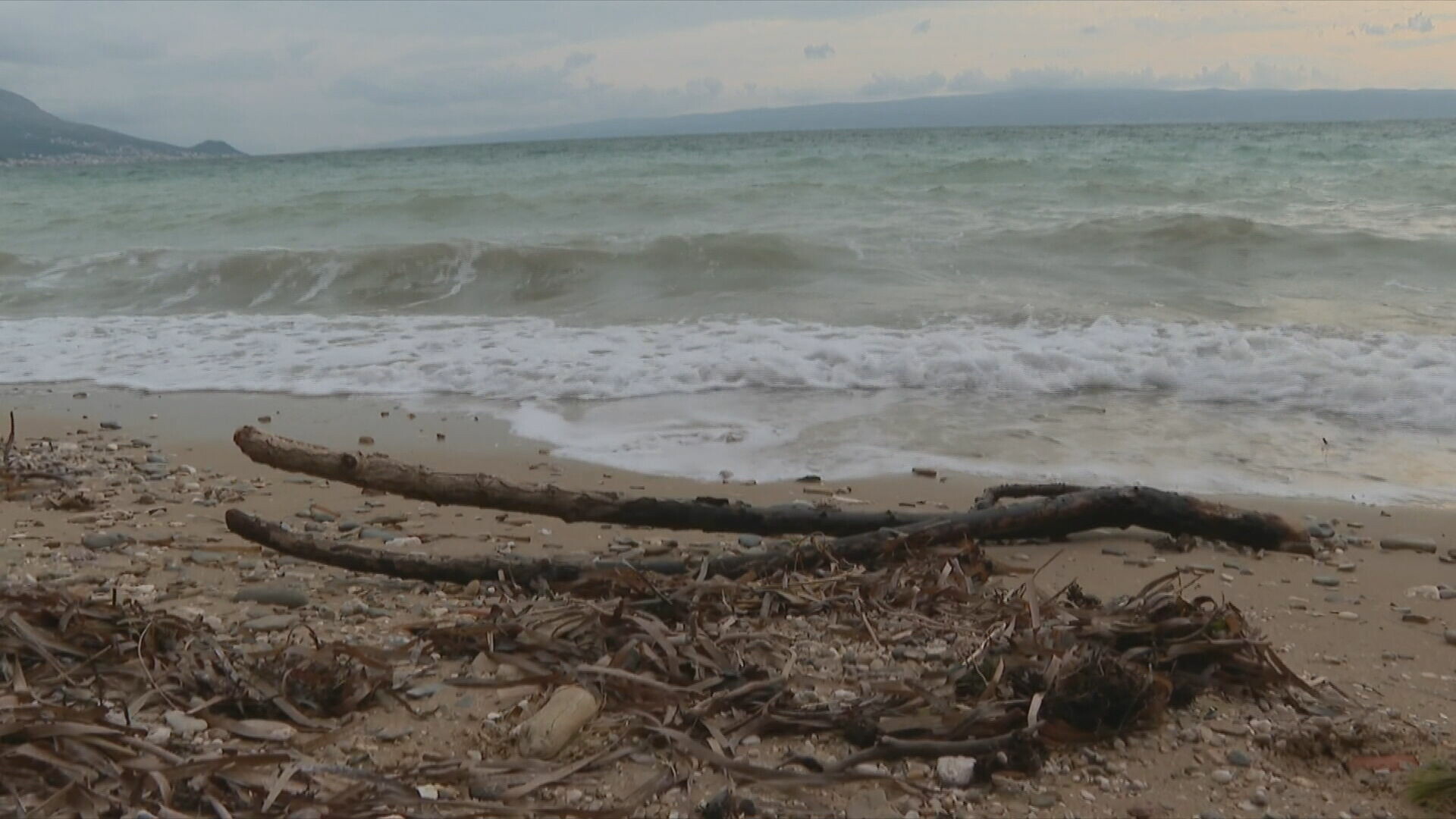 Novootkrivena životinja U Splitu Nosit će Ime Grada Specifična Je I Po