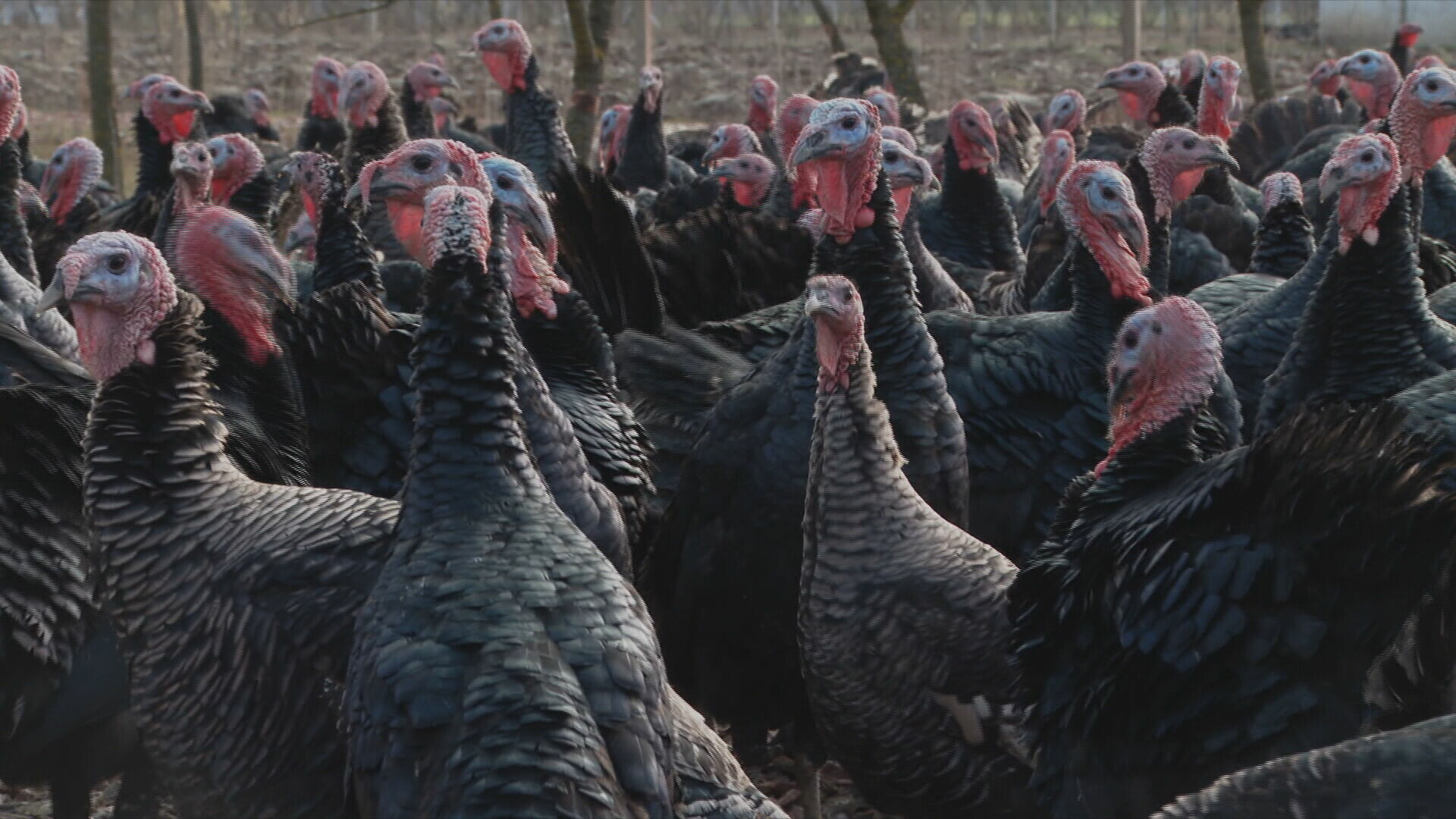 Nešto novo na slavonskom stolu? Kad se priprema purica, a kad prasetina ...