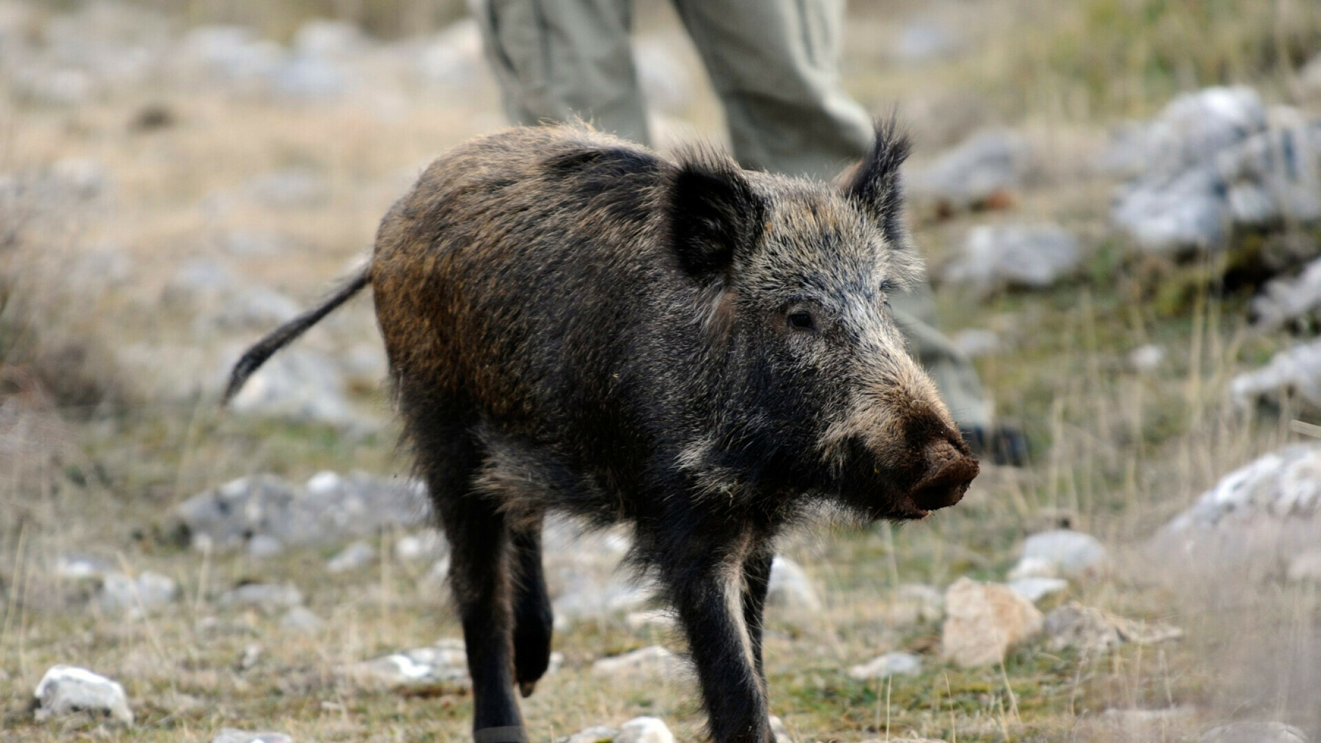 Lešinu divlje svinje nabili mu na kolac pred kućom: "Ovo je prijetnja i ...