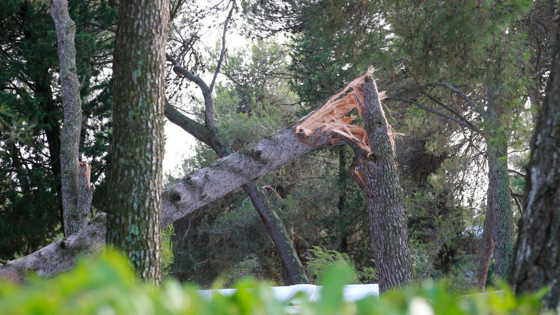 Snažna oluja hara Njemačkom: Stabla padala po cesti i tračnicama, 2000 ...