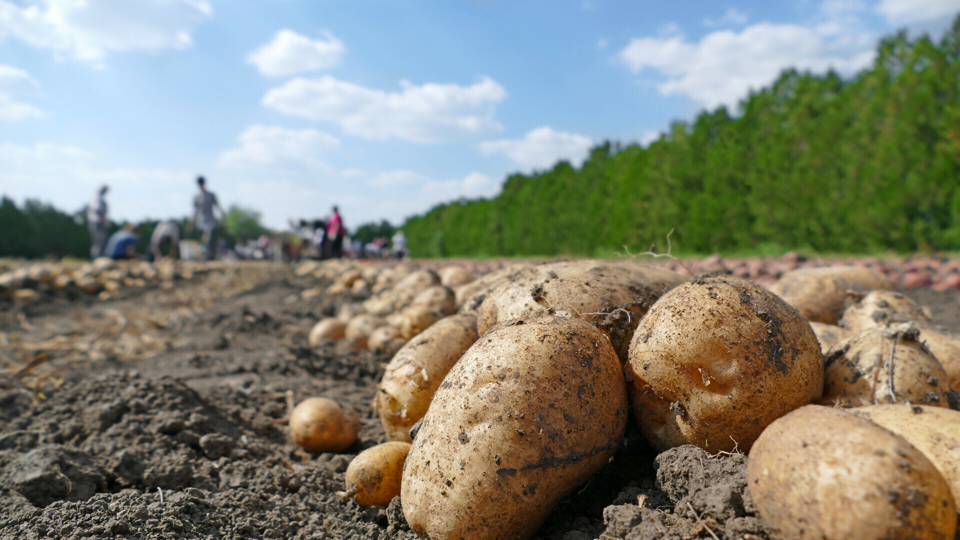 Kako je nastao krumpir? Znanstvenici su otkrili zanimljivog pretka ...