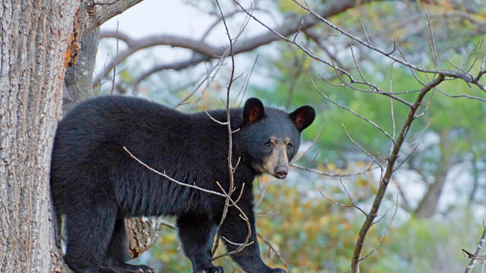 Medvjed pao na njega sa stabla i ubio ga: Pogodio ga drugi lovac