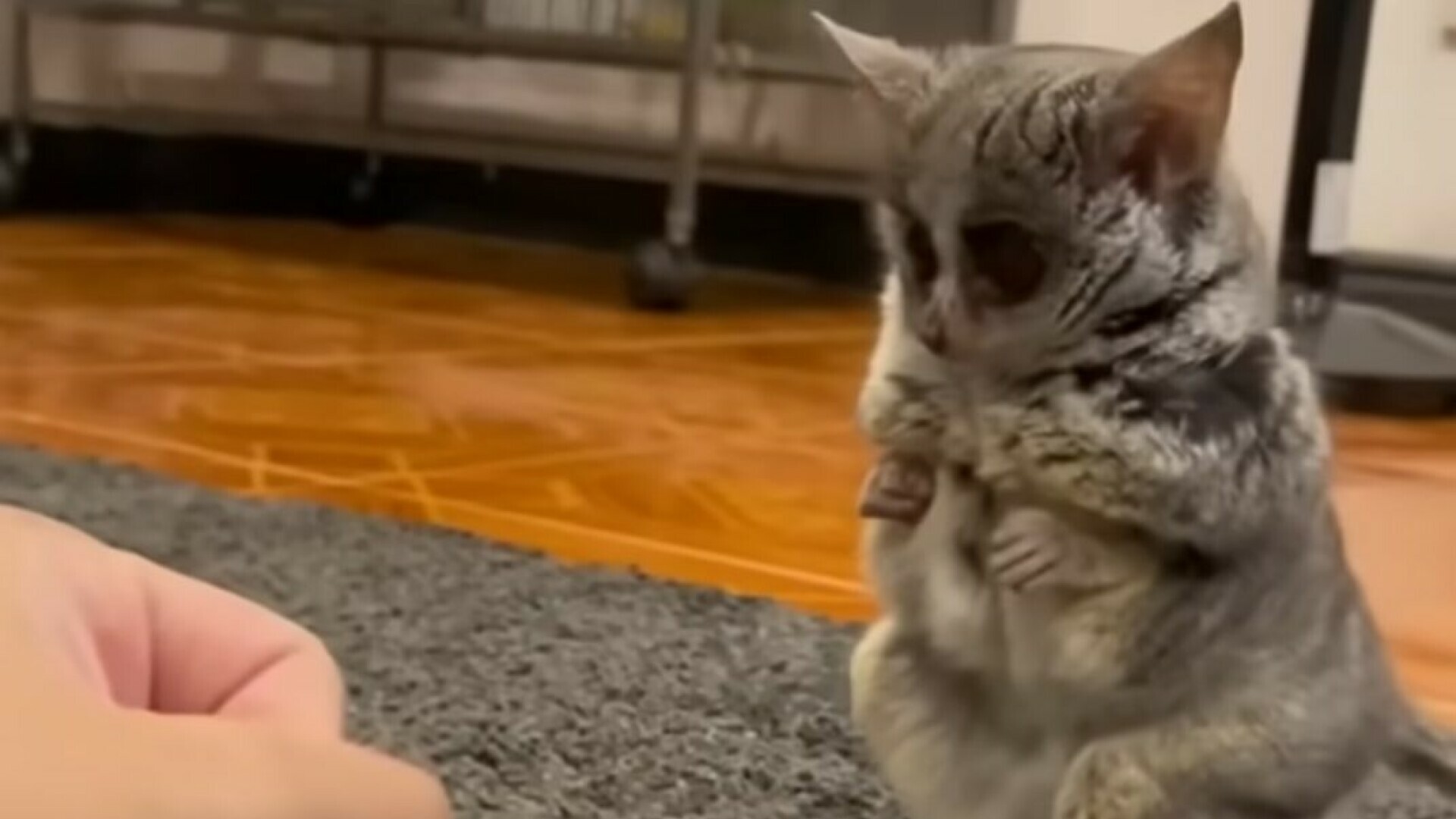 Neobični ljubimac uljepšat će vam dan, kad ga vidite i vi ćete ...