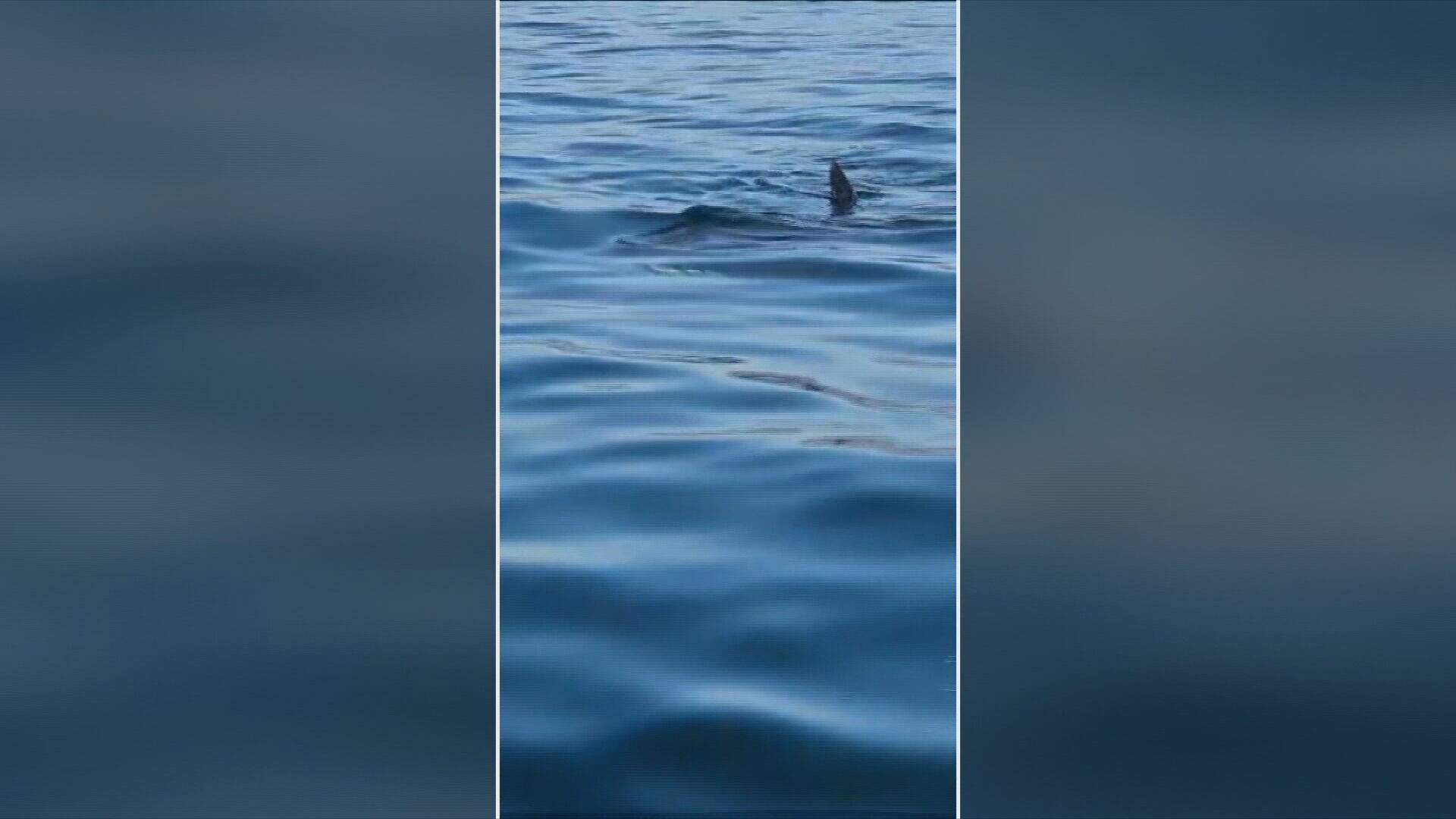 Nevjerojatni prizori na moru kraj Opatije: "Iznenadilo me, bio je to veličanstven prizor"