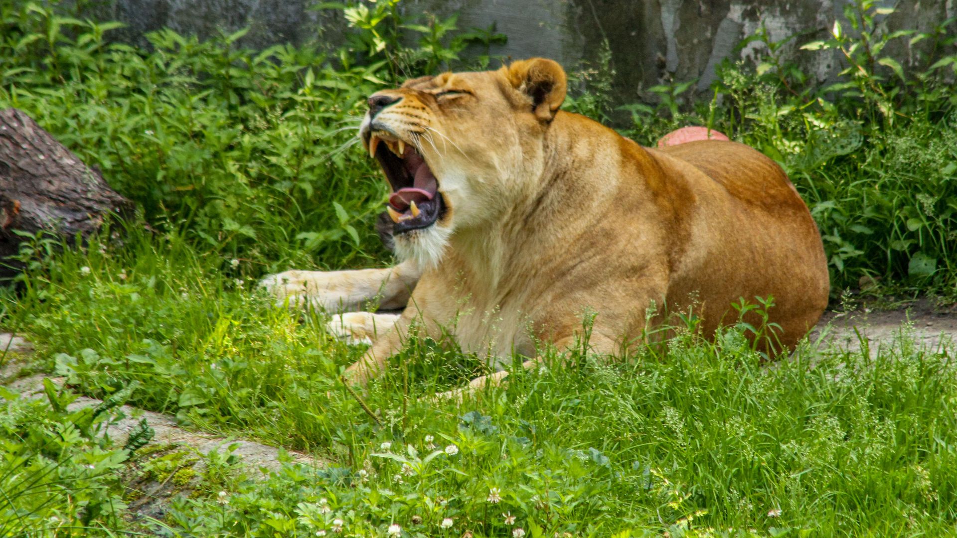 Tinejdžer se popeo u nastambu lavice u zoološkom vrtu: Posjetitelji su svjedočili užasu koji je ...
