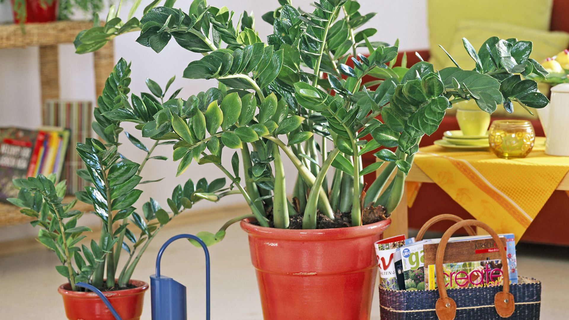 Zamija: Zahvalna biljka koja uspijeva čak i najvećim antitalentima