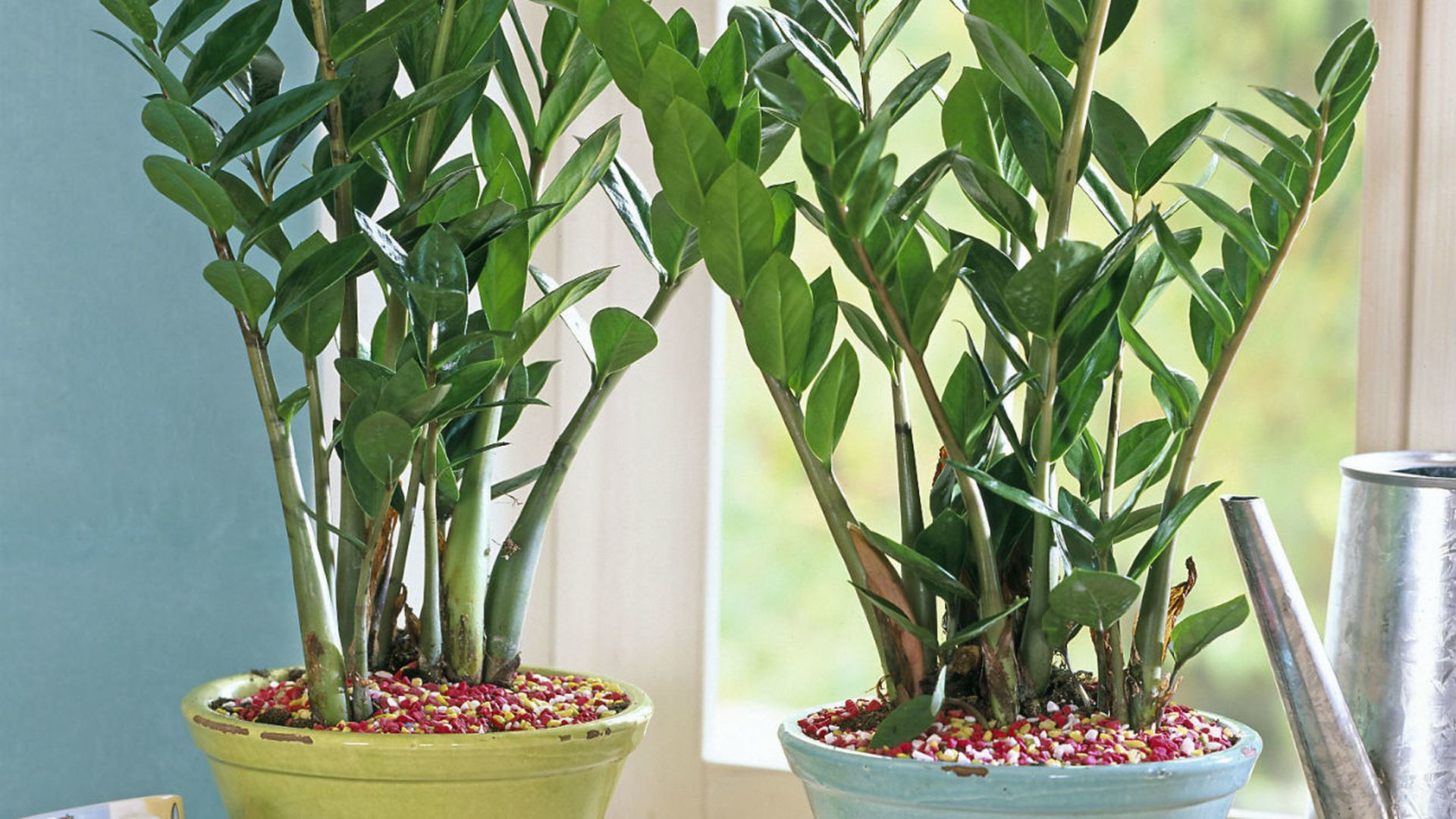 Zamija: Zahvalna biljka koja uspijeva čak i najvećim antitalentima