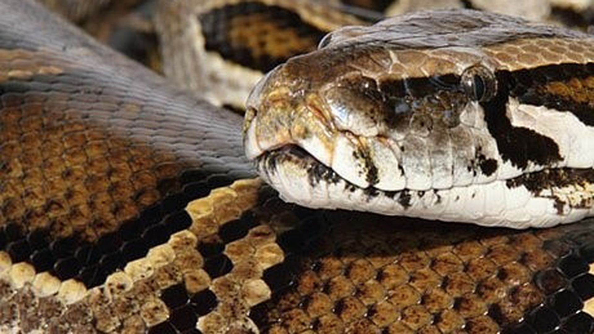 Neočekivani "slijepi putnik": Zmija skrivena u cipeli proputovala tri ...