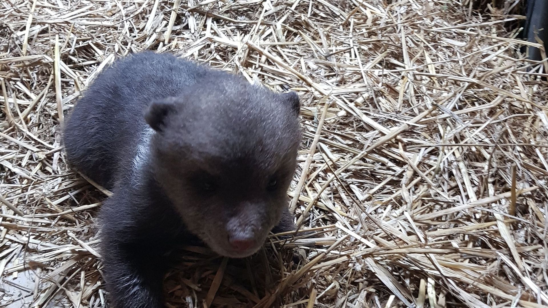 Medvjedić pronađen na cesti dobio novi dom: "Ima dobar apetit, a zvat ...