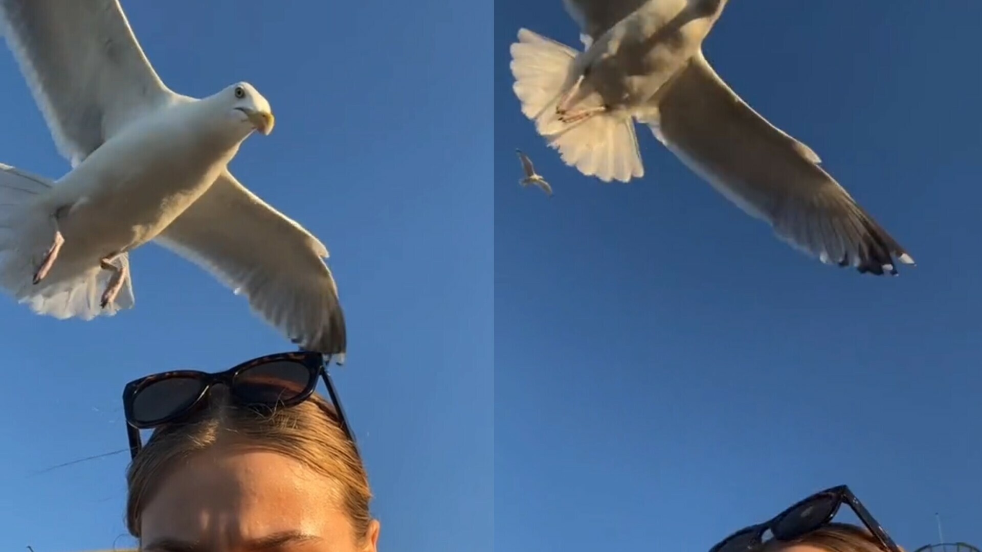 Kakva pošast! Uživala u hrani kad joj se prikrao lukavi galeb i dobro ...