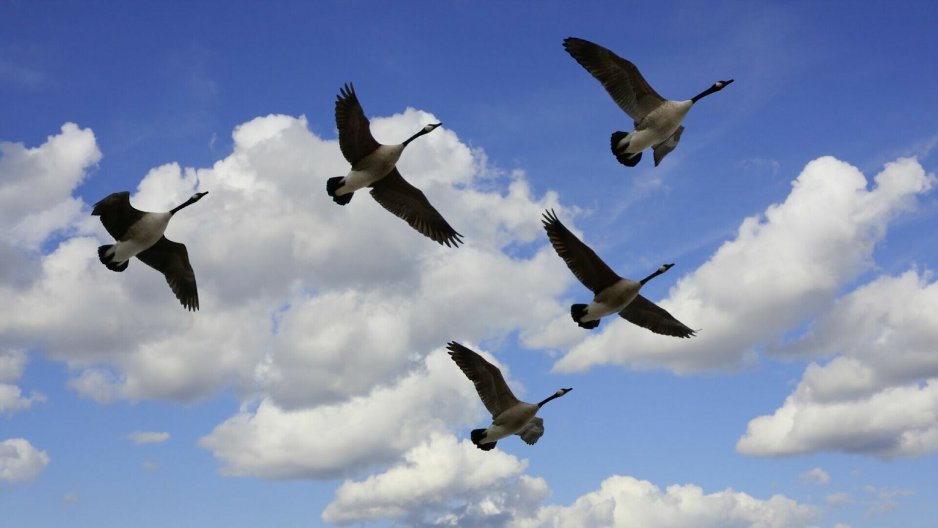 Spektakularni nebeski pomorci: Zašto ptice lete na jug i kako znaju ...